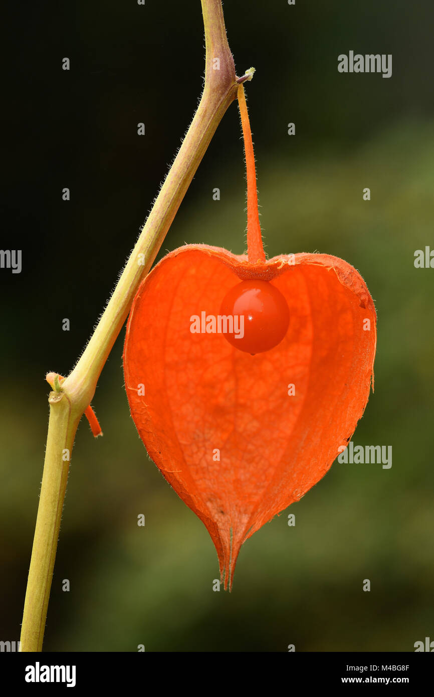 bladder cherry, Chinese lantern, Japanese lantern Stock Photo - Alamy