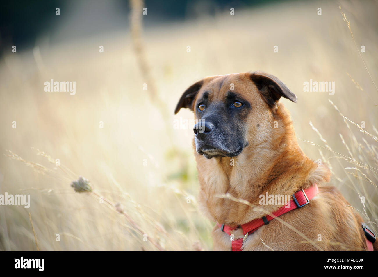 Dog with natural pose, outdoor portrait in field Stock Photo - Alamy