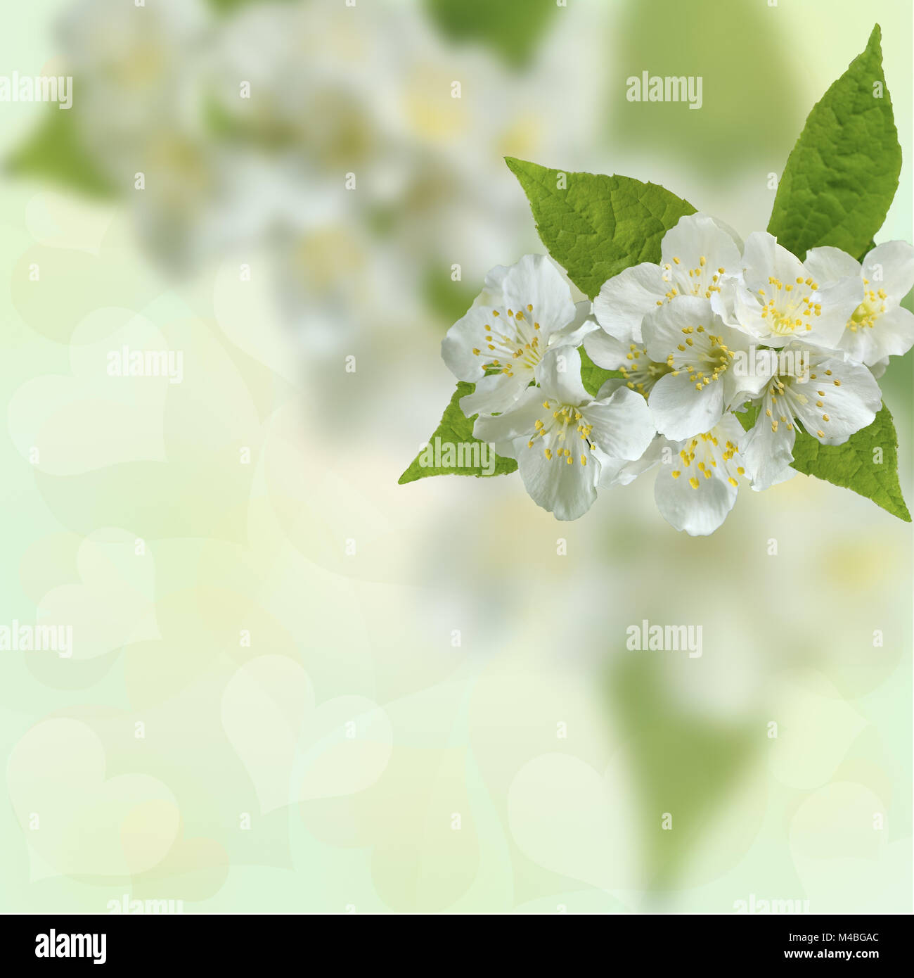 Apple tree blossom - romantic spring backdrop Stock Photo - Alamy