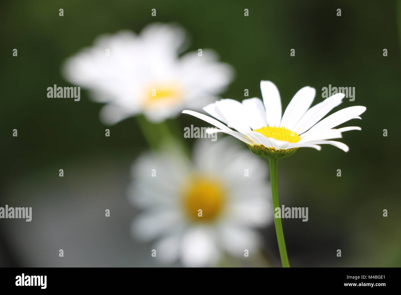 White flowers detail hi-res stock photography and images - Alamy