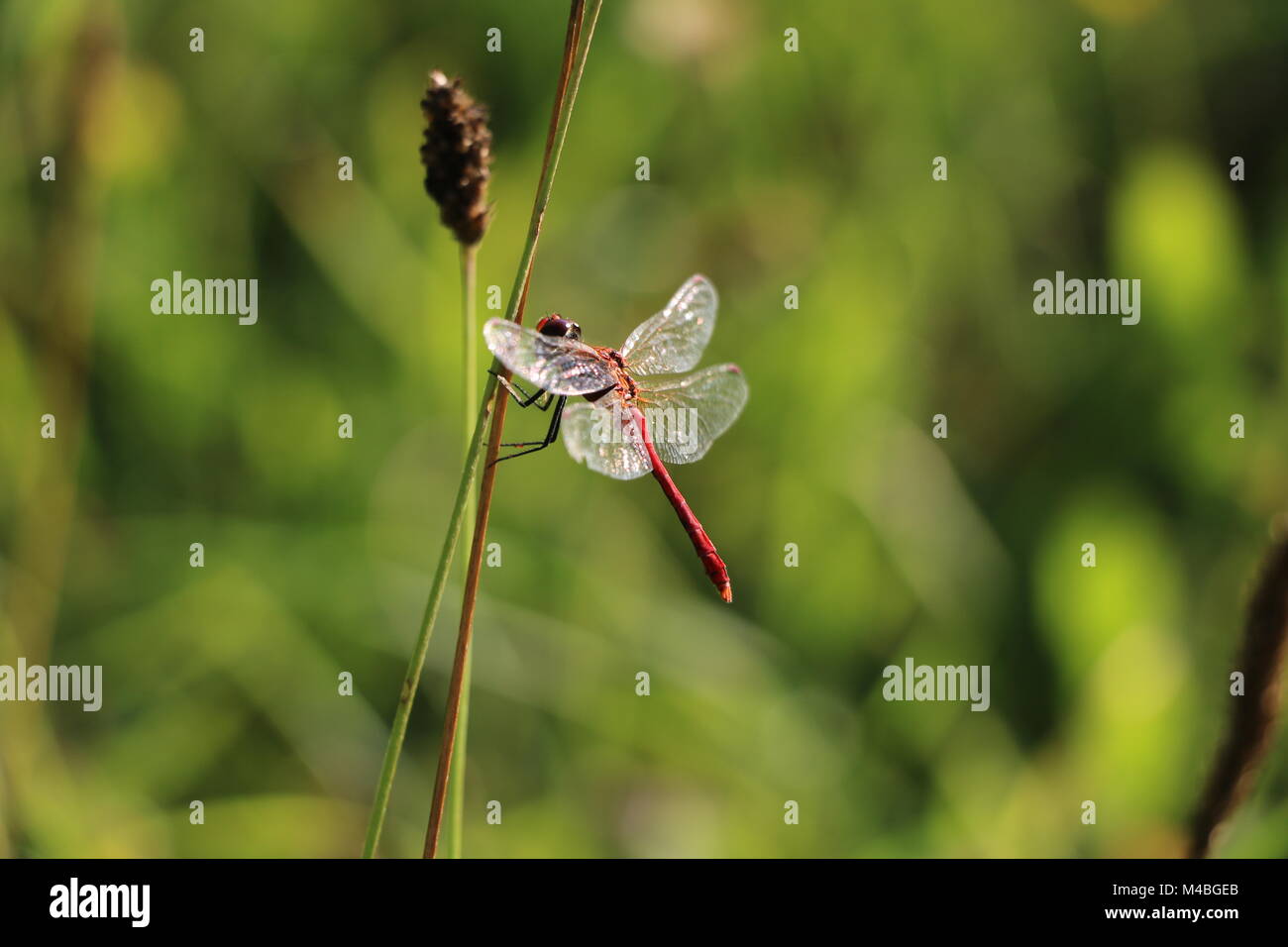 Dragon-Fly Detail Nature (National Geographic style Stock Photo - Alamy