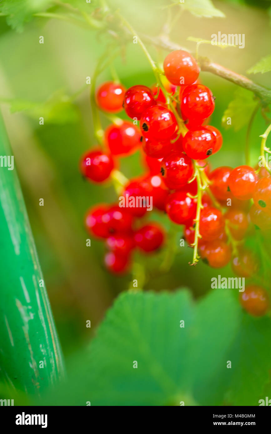 Red gooseberry hi-res stock photography and images - Alamy