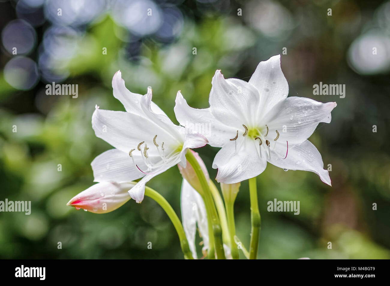 Powells cape lily hi-res stock photography and images - Alamy