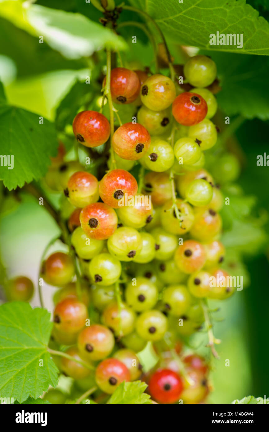 Red gooseberry hi-res stock photography and images - Alamy