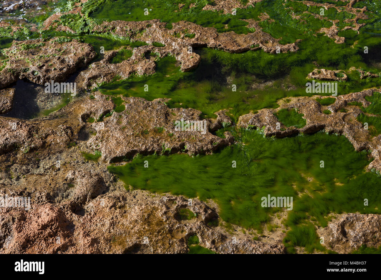 Algae in water hi-res stock photography and images - Alamy