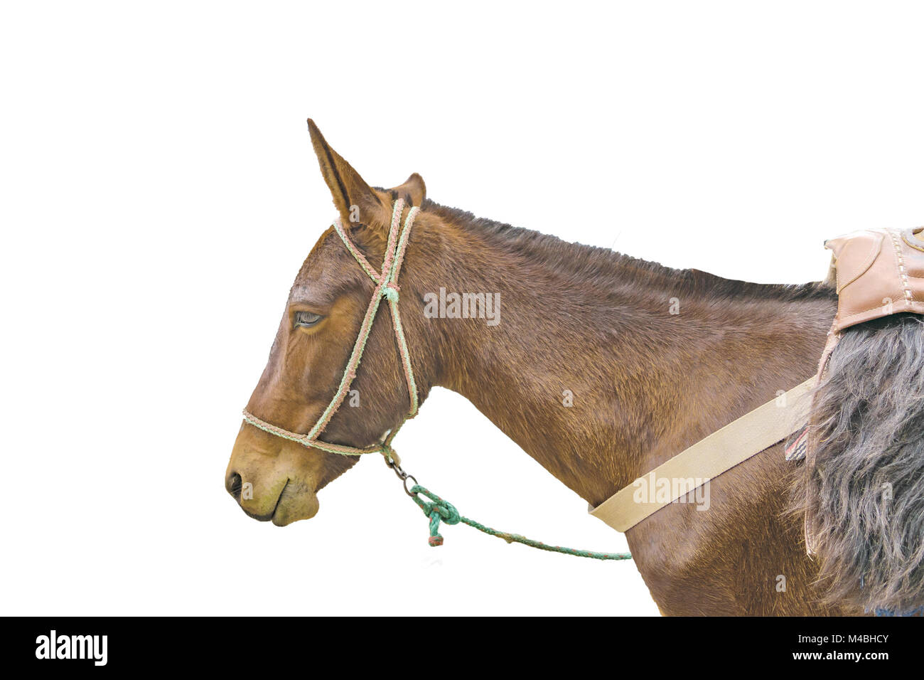 Side View Body Part Mule Isolated Stock Photo - Alamy