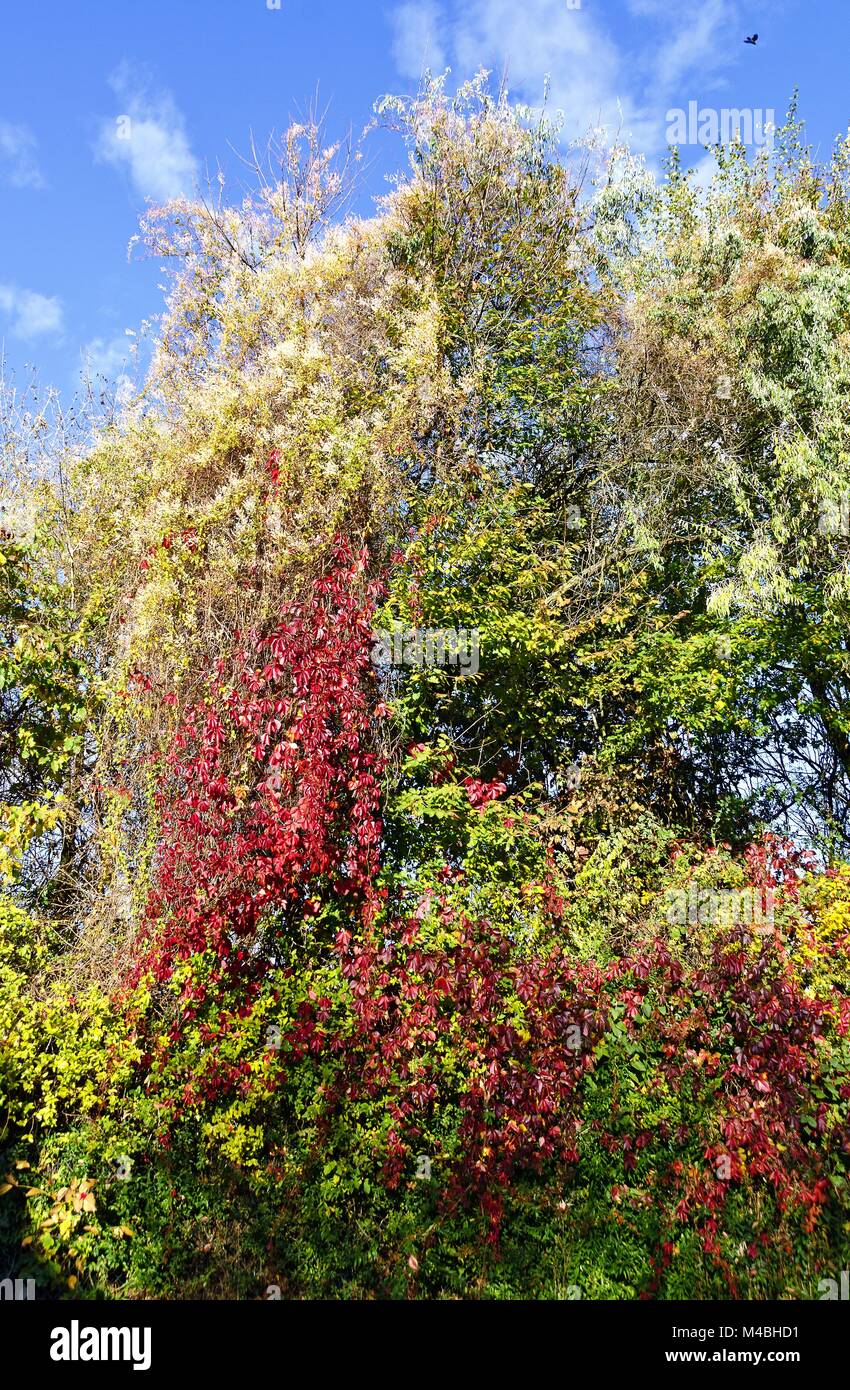 tree overgrown by climbing plants Stock Photo - Alamy