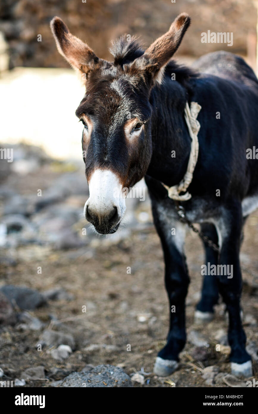A donkey standing on the farm's barn Stock Photo - Alamy