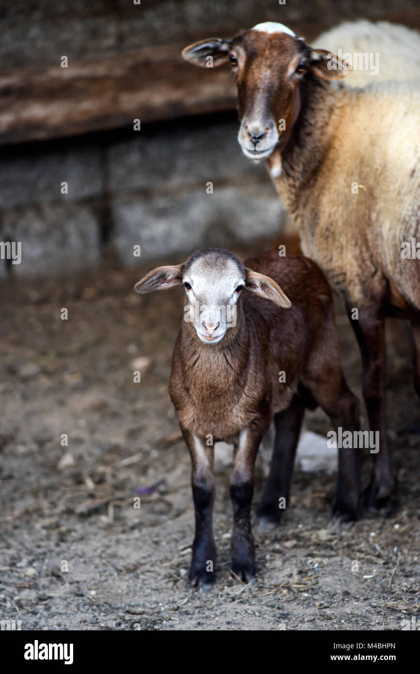 Sheep, small with mum, in the yard on the farm Stock Photo - Alamy
