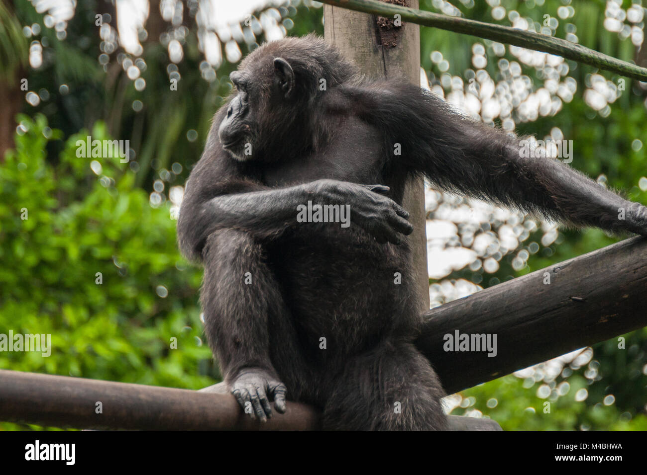 Chimp rest hi-res stock photography and images - Alamy