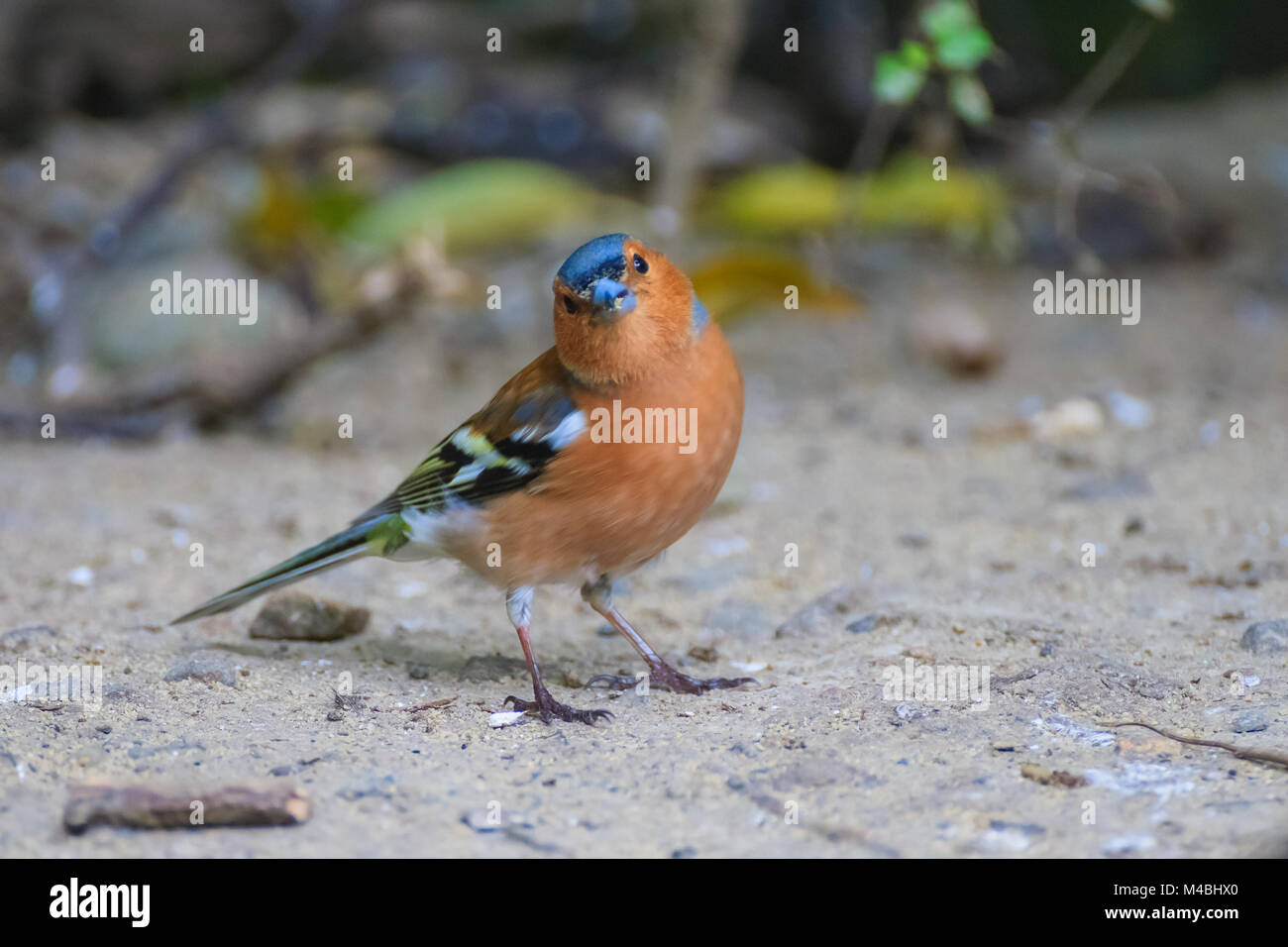 Cute little chaffinch looking into the camera Stock Photo - Alamy