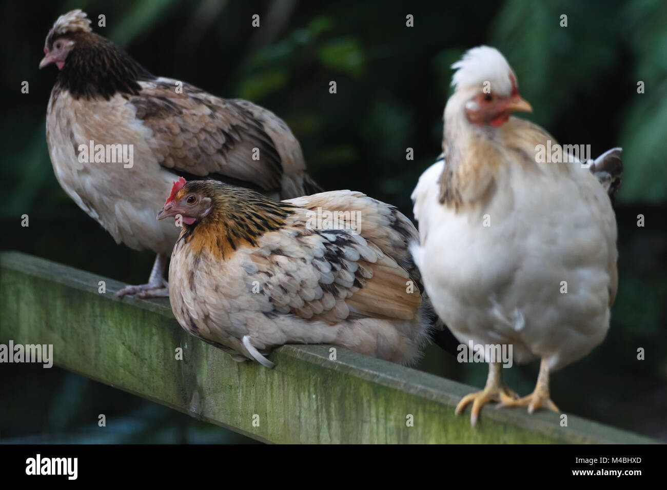 Three hens sitting on the fence Stock Photo - Alamy