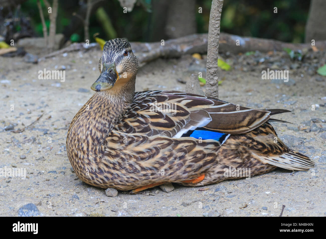 Family walking on ground forest hi-res stock photography and images - Alamy