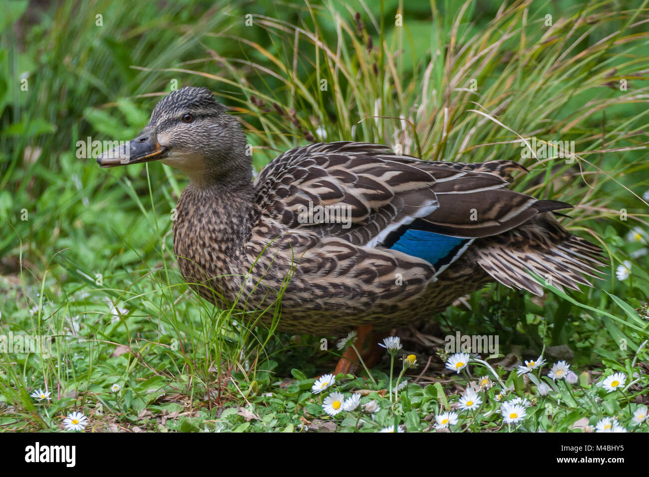 Wild female duck grazing in the green grass Stock Photo - Alamy