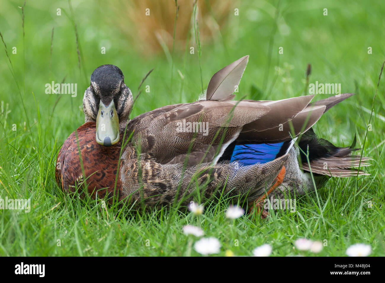 Wild male duck sitting in the green grass Stock Photo - Alamy