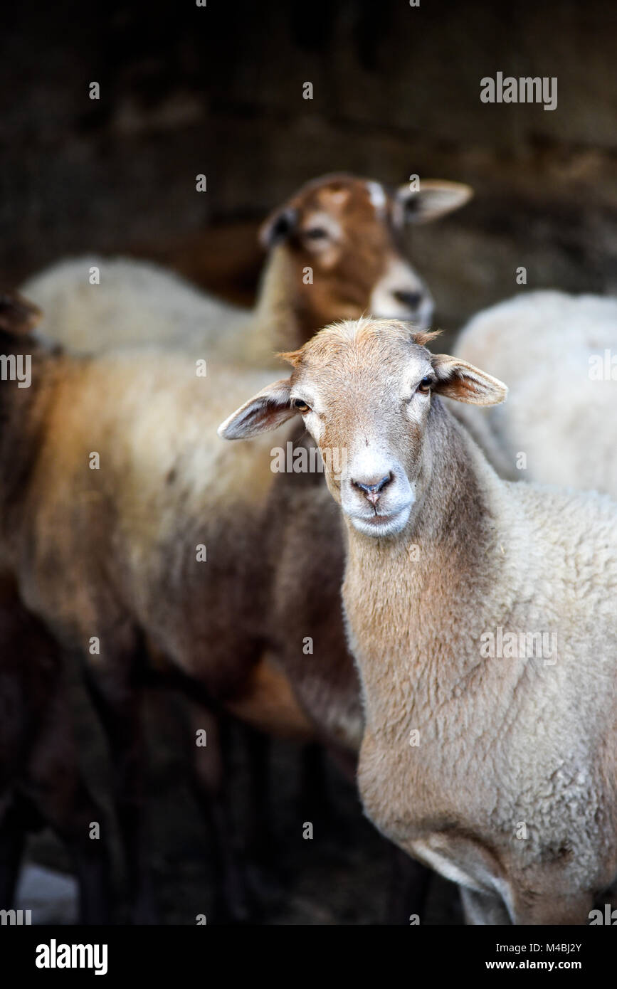 Sheep in the yard hi-res stock photography and images - Alamy