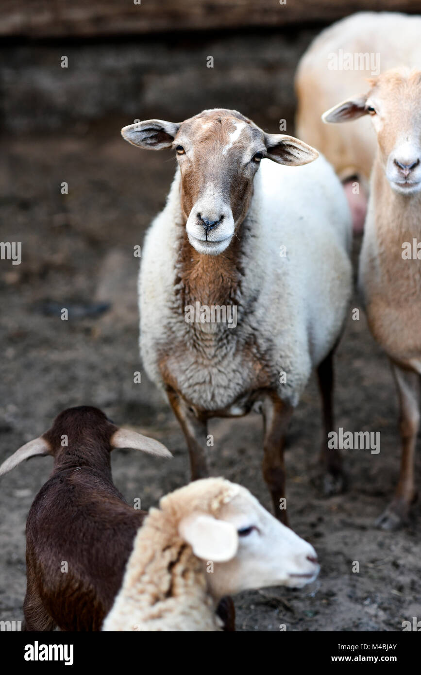 Portrait of a sheep in the yard on a farm Stock Photo - Alamy