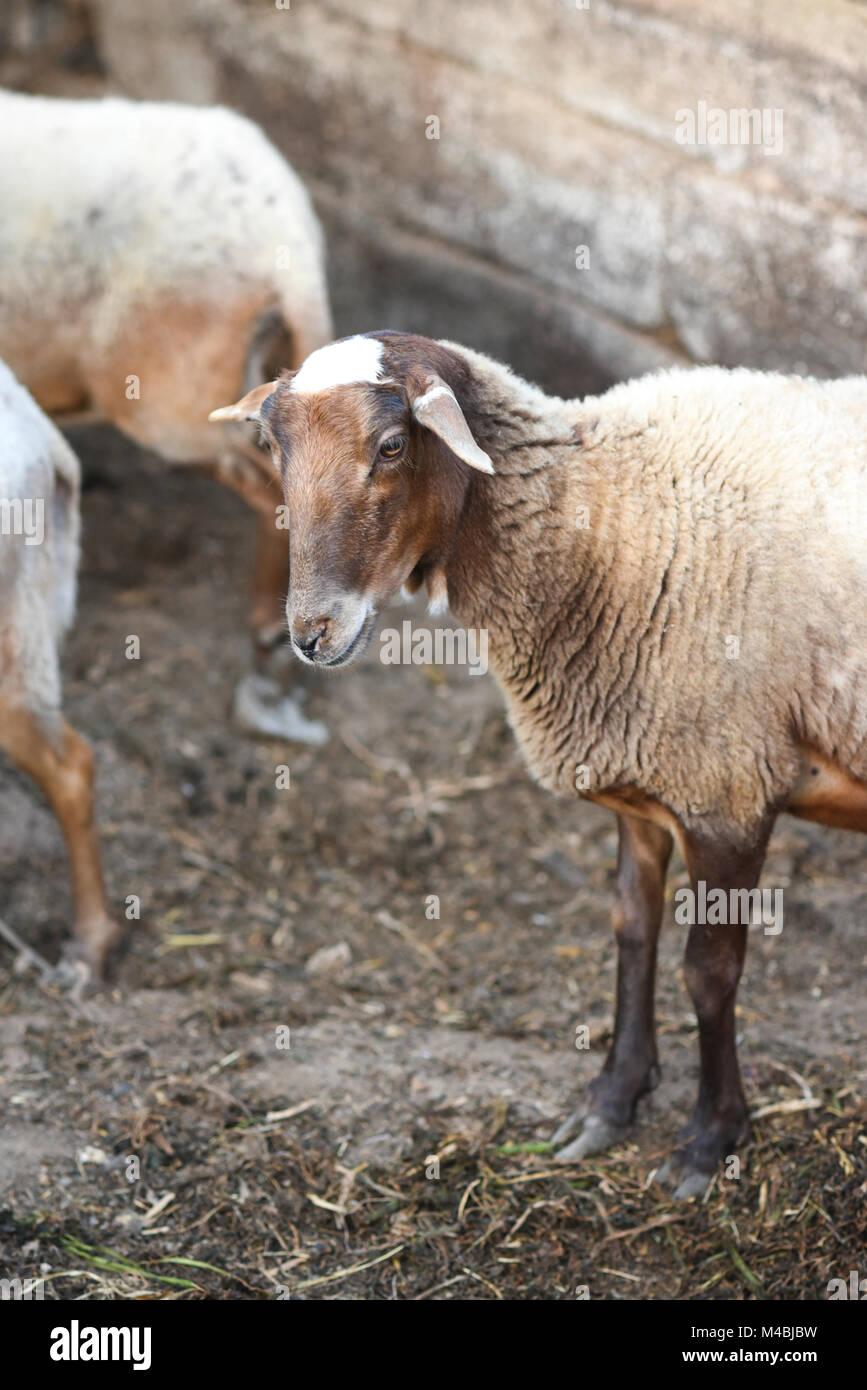 Portrait of a sheep in the yard on a farm Stock Photo - Alamy