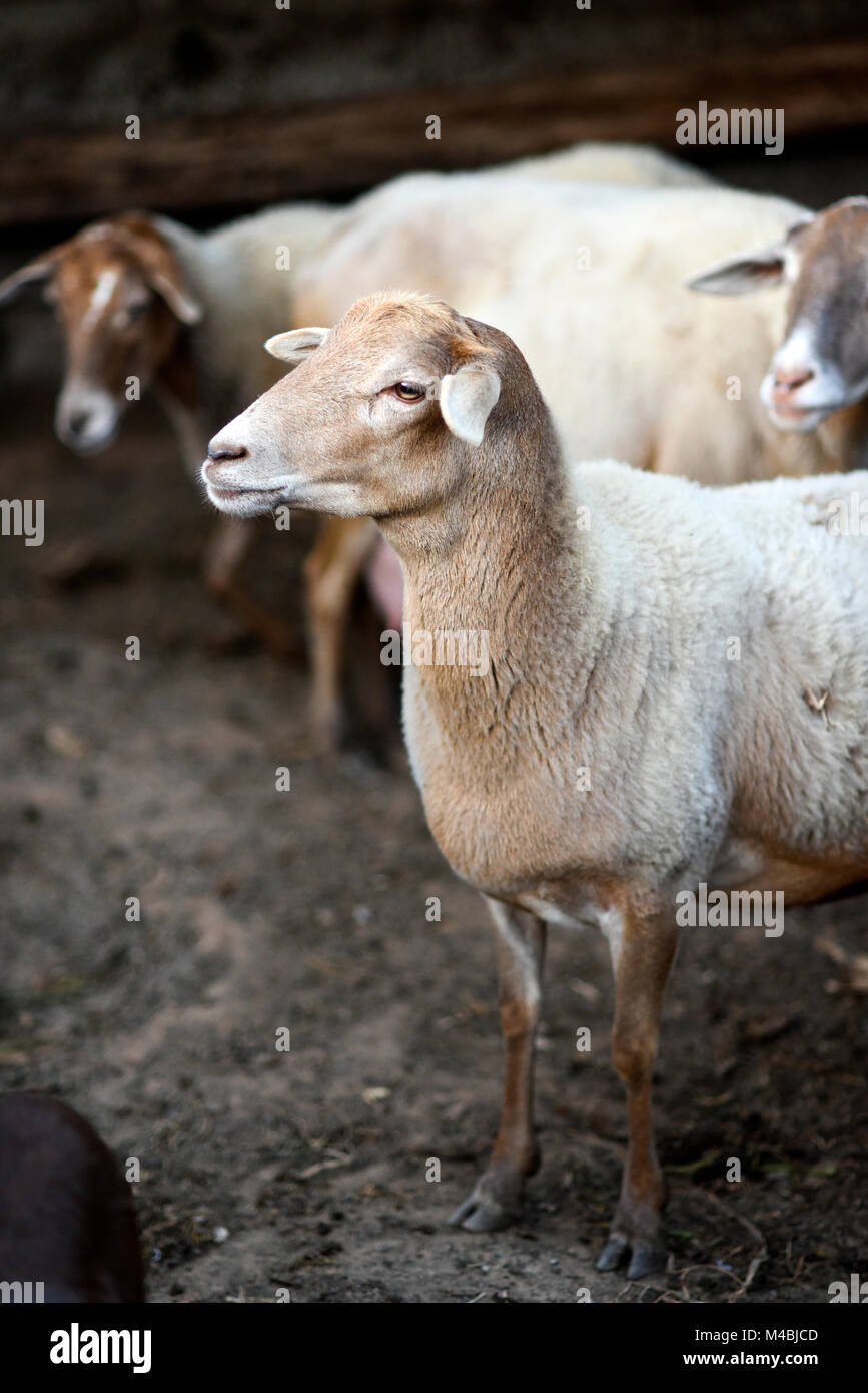 Sheep in the yard hi-res stock photography and images - Alamy