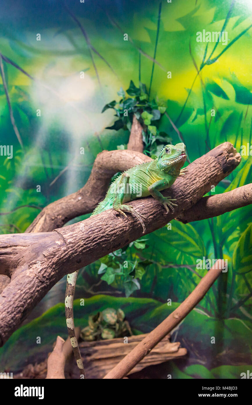 Best Plants For Chinese Water Dragon at Frank Burton blog