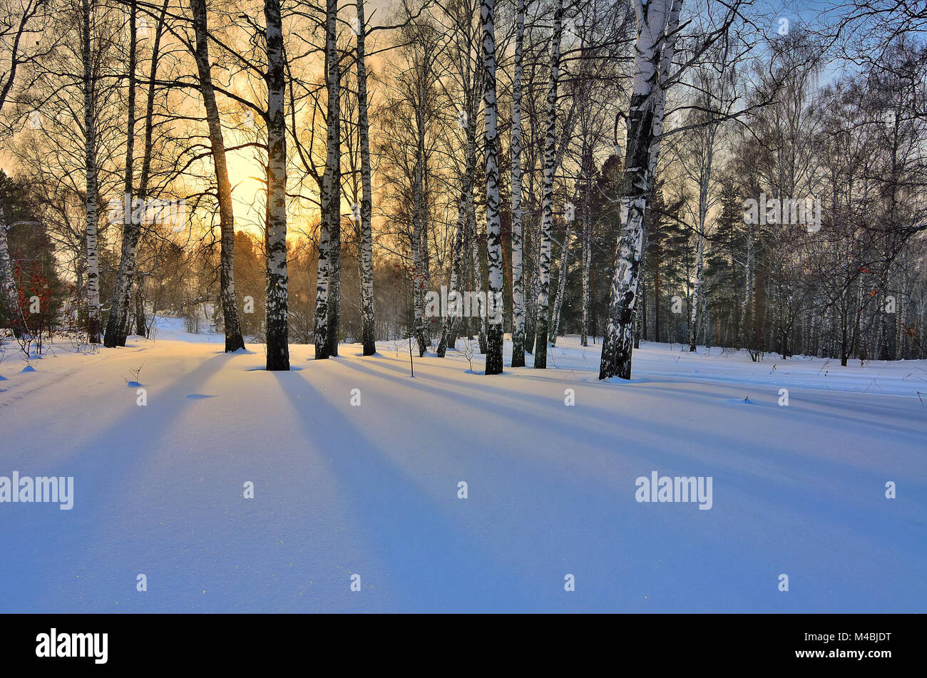 Winter landscape birches in hi-res stock photography and images - Alamy
