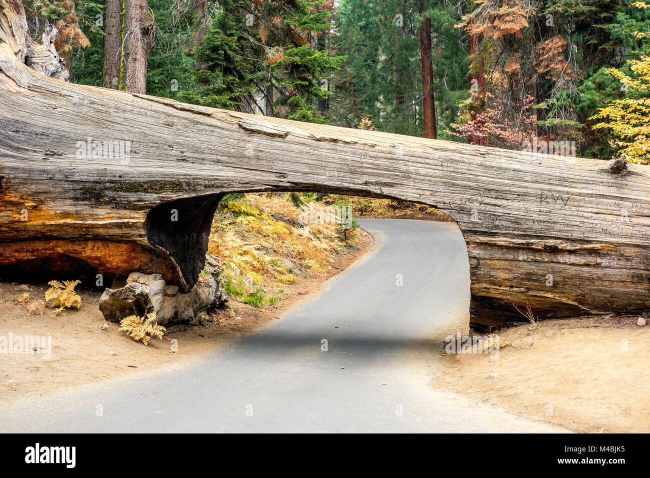 Tunnel log hi-res stock photography and images - Alamy