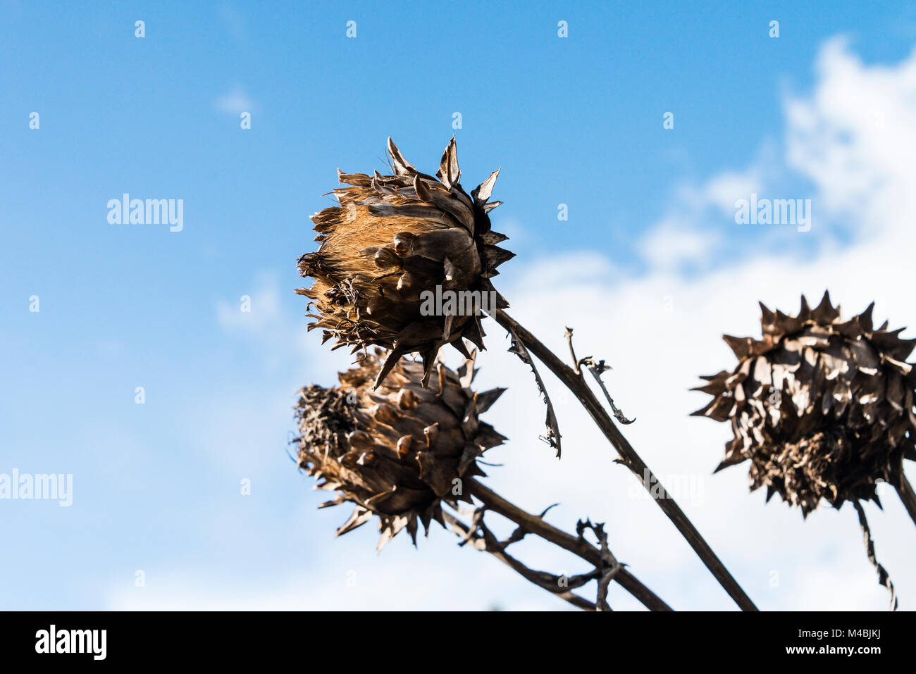 The seed heads of a globe artichoke (Cynara cardunculus Stock Photo - Alamy