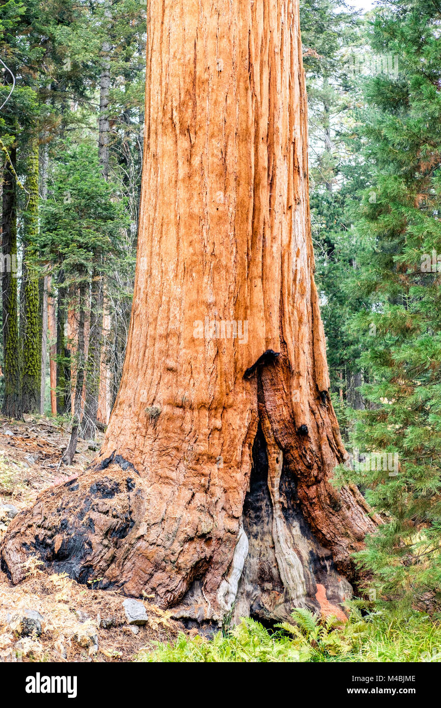 Sequoia National Park at autumn Stock Photo - Alamy