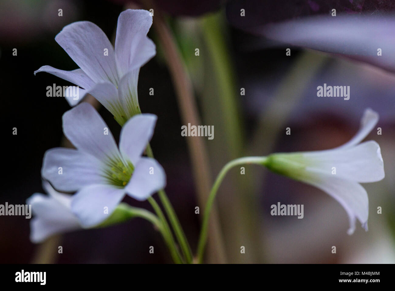 The flowers of a false shamrock (Oxalis triangularis Stock Photo - Alamy