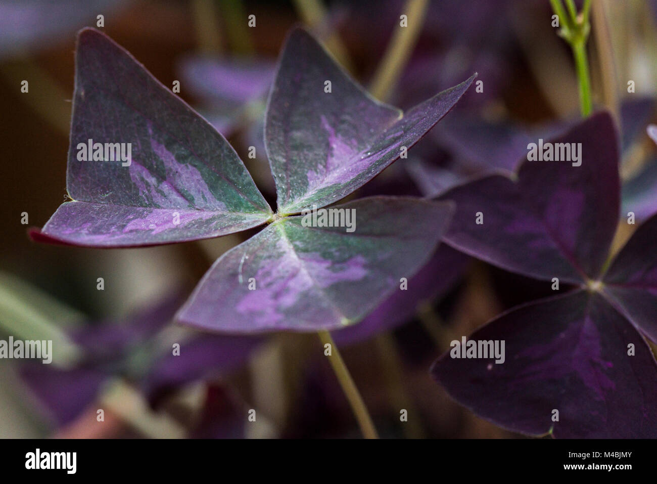 The leaves of a false shamrock (Oxalis triangularis Stock Photo - Alamy