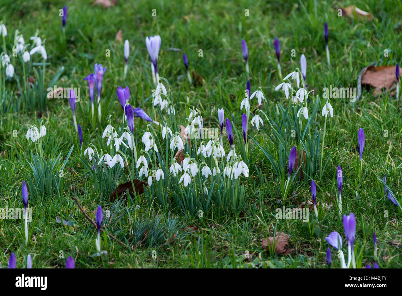 Crocuses and snowdrops (Galanthus) in flower Stock Photo - Alamy