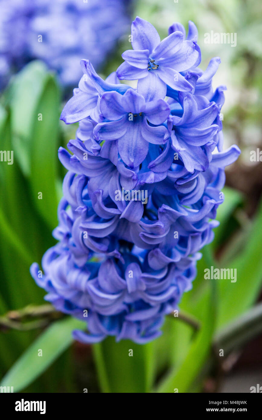 Orientalis h hi-res stock photography and images - Alamy