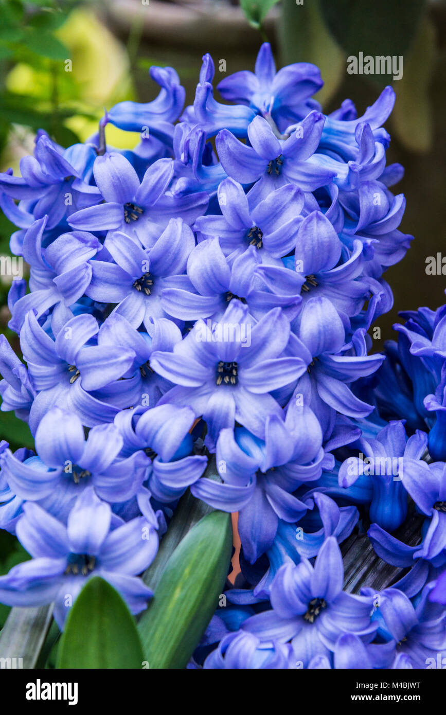 Delft Blue Hyacinth High Resolution Stock Photography and Images - Alamy