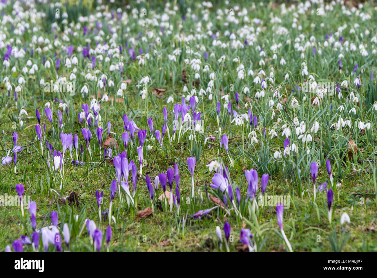 White crocuses and snowdrops hi-res stock photography and images - Alamy