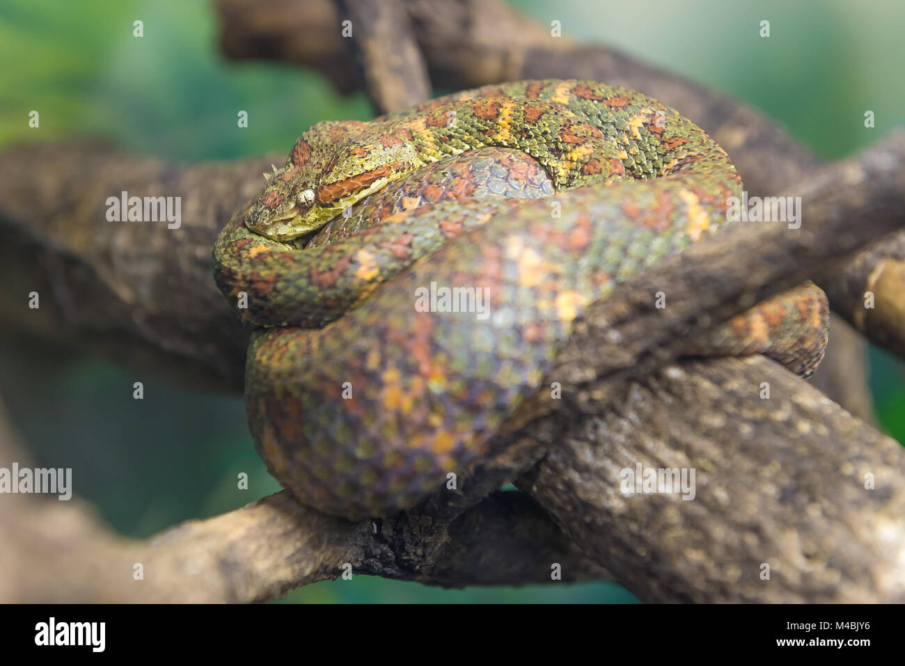 Eyelash Viper (Bothriechis Schlegelii) slithering on a branch Stock ...