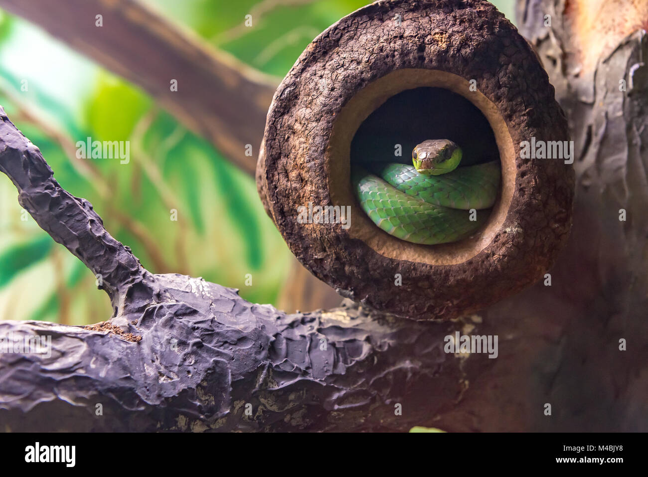 Slithering motion hi-res stock photography and images - Alamy