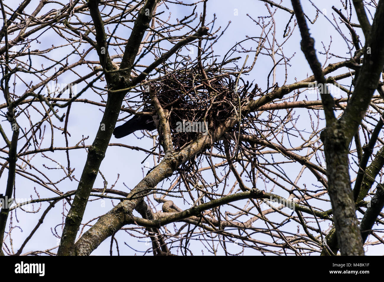 A rook (Corvus frugilegus) building a nest in the branches of a tree ...