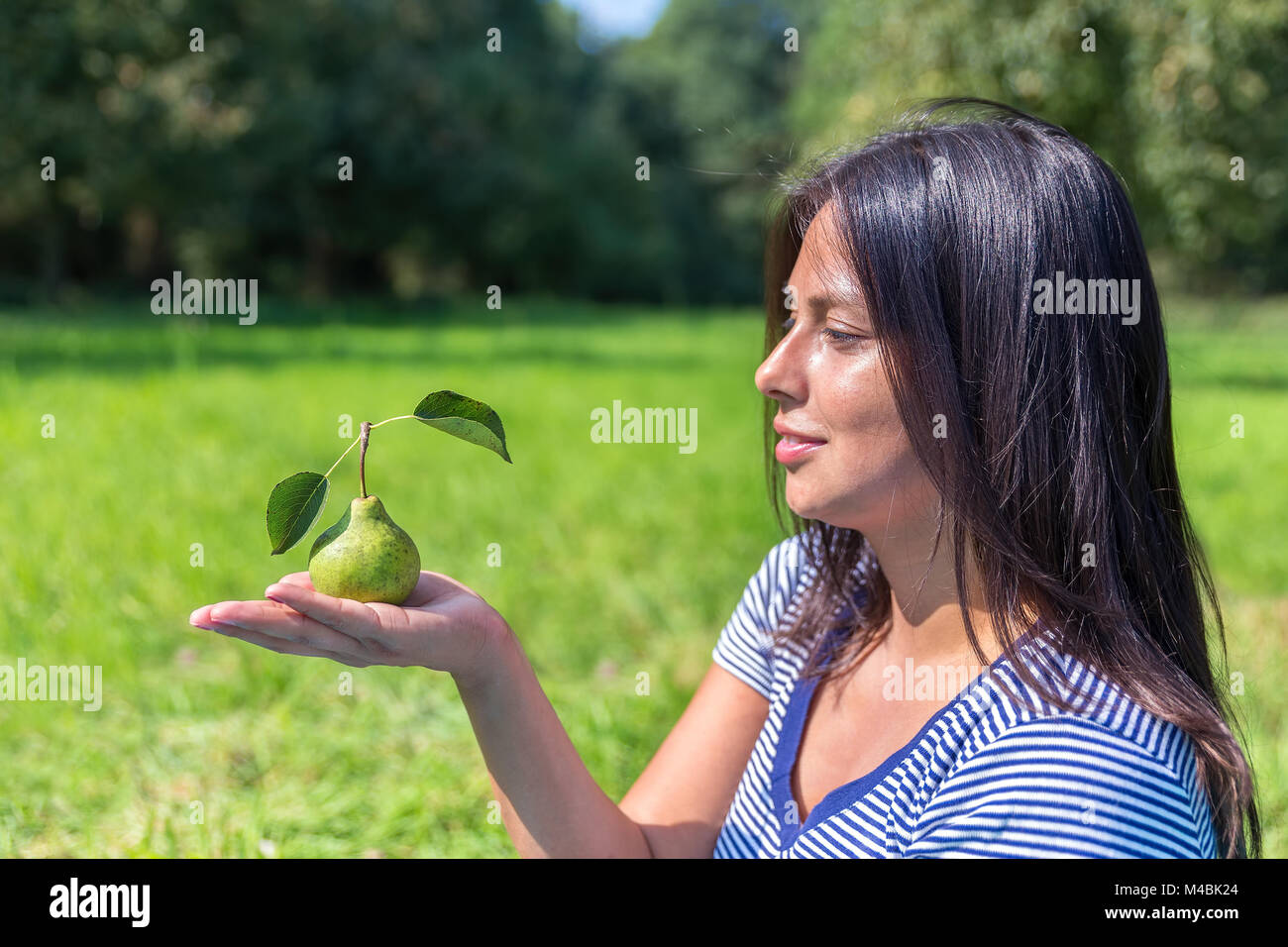 Pear farm picking hi-res stock photography and images - Alamy