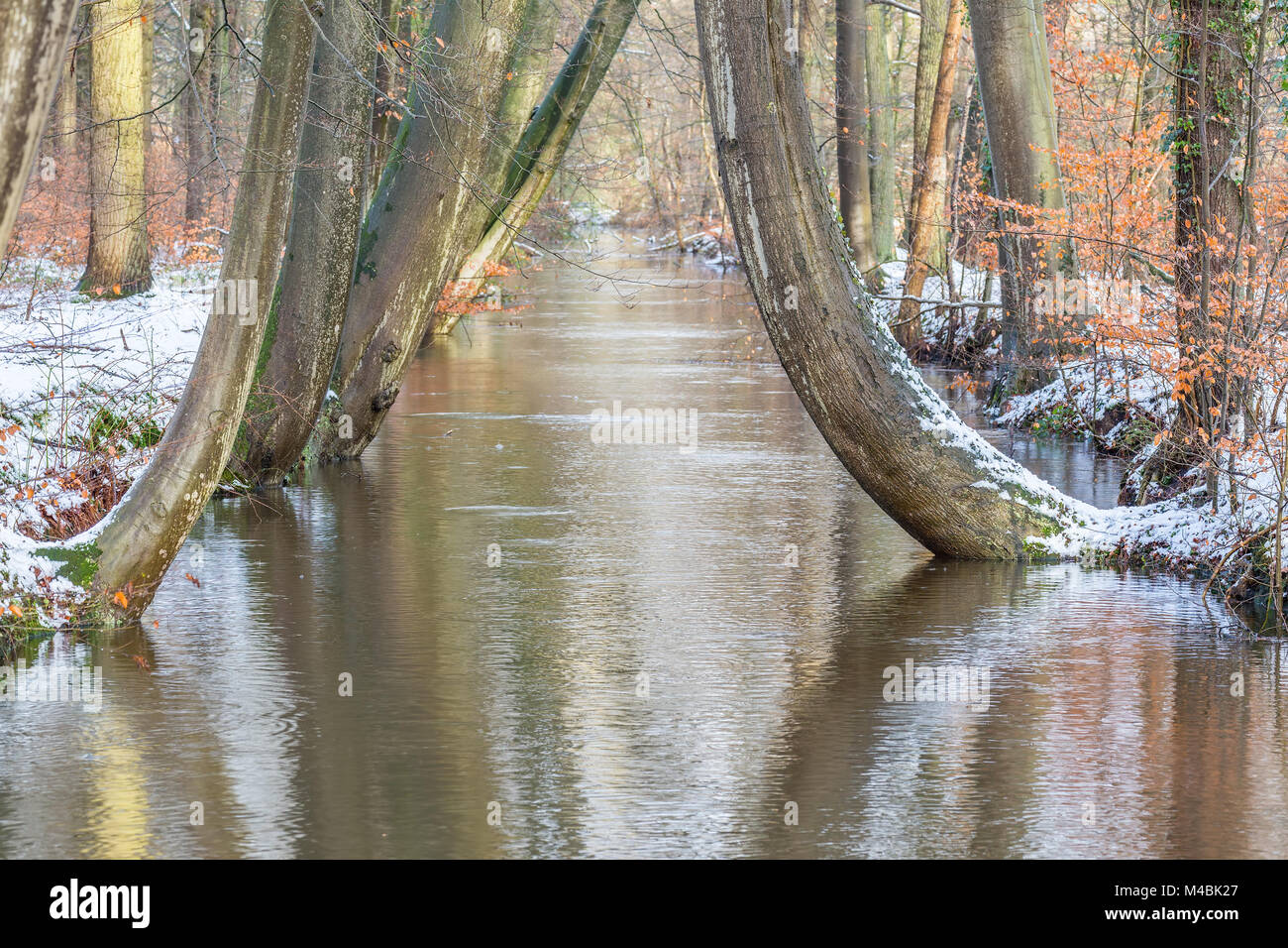 Tree trunks along forest stream with snow in winter Stock Photo - Alamy