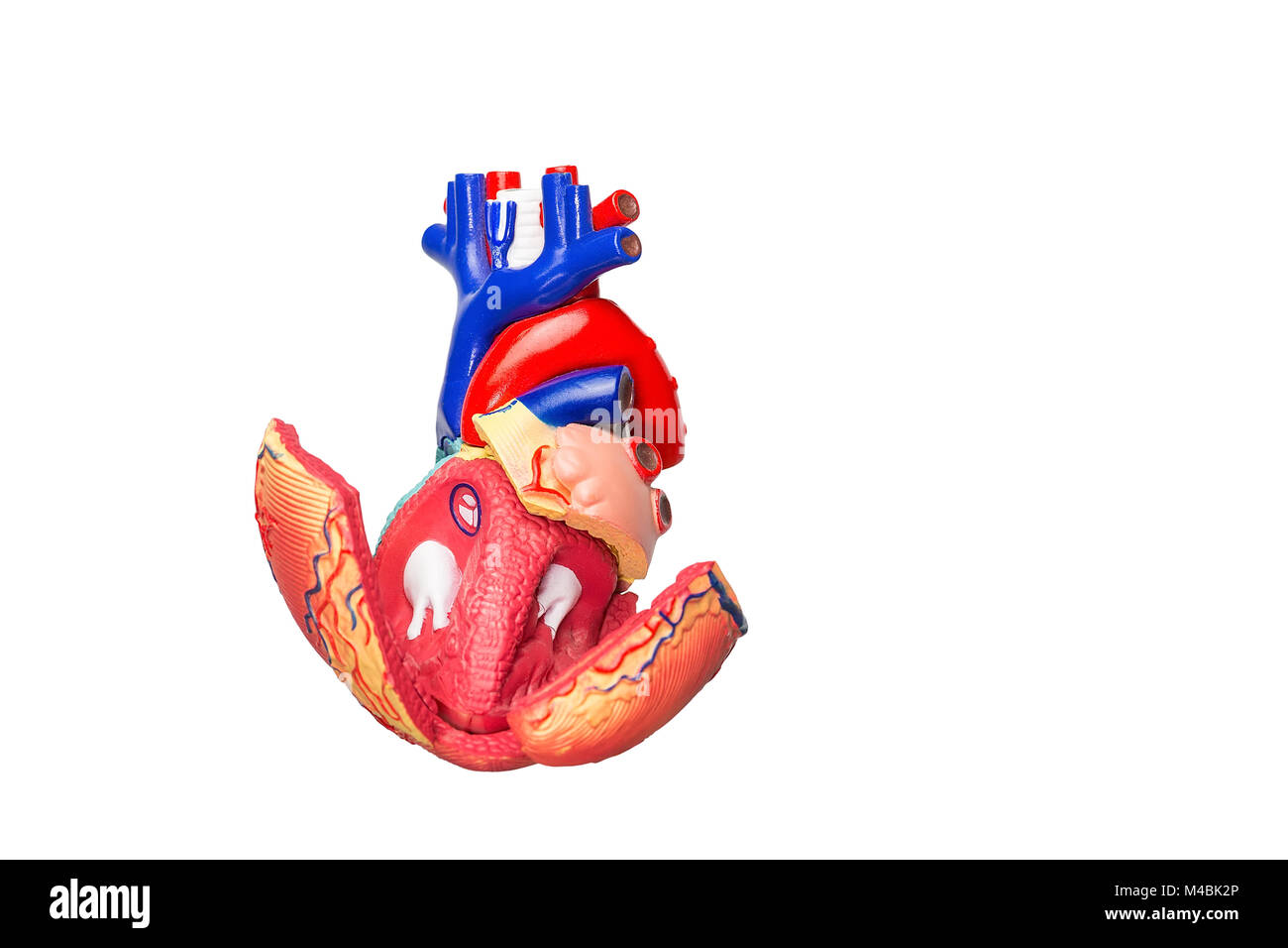 Medical science human body open Cut Out Stock Images & Pictures - Alamy