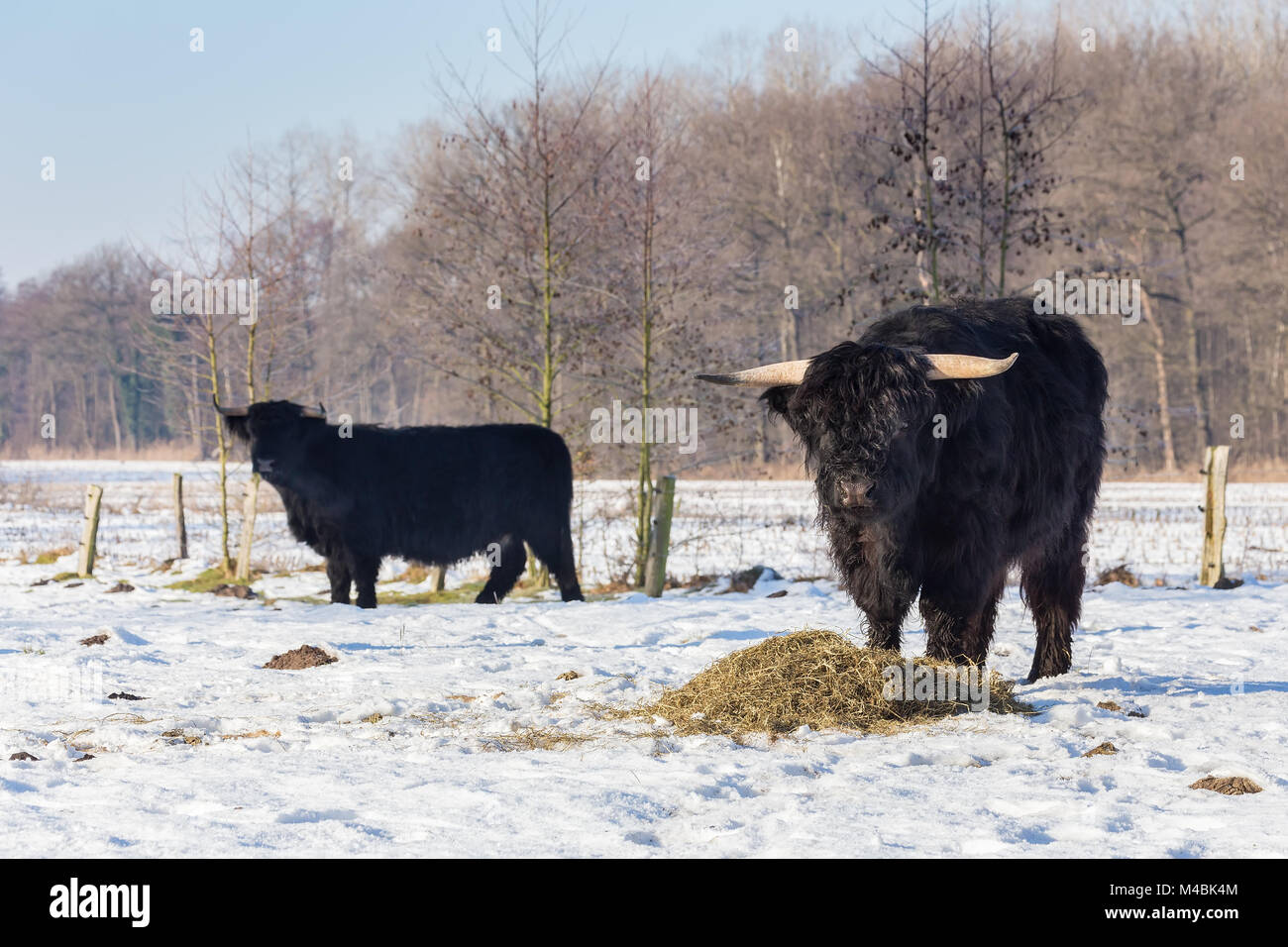 Black scottish highlanders in winter snow Stock Photo - Alamy