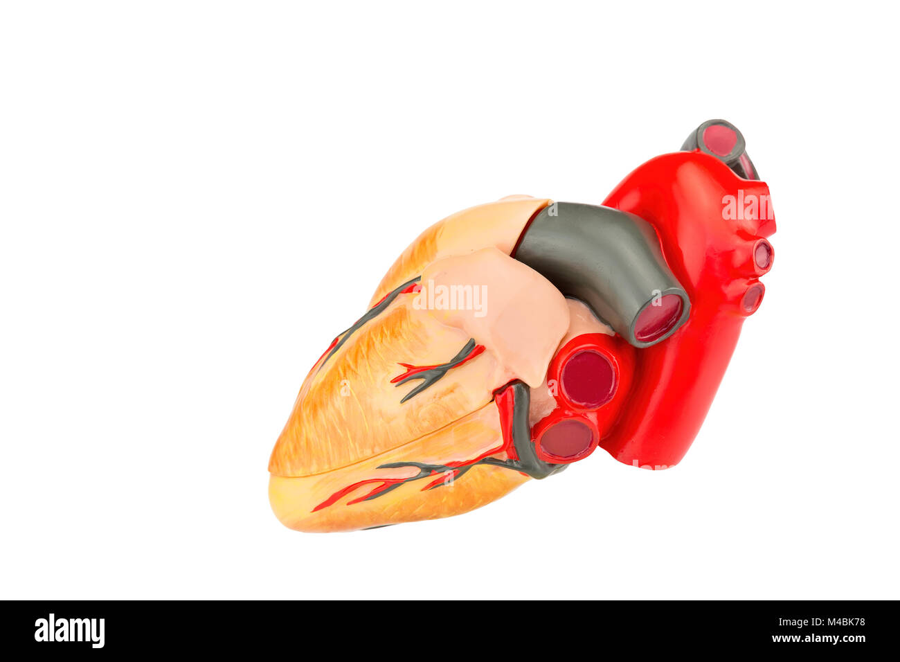 Human heart model isolated on white background Stock Photo - Alamy