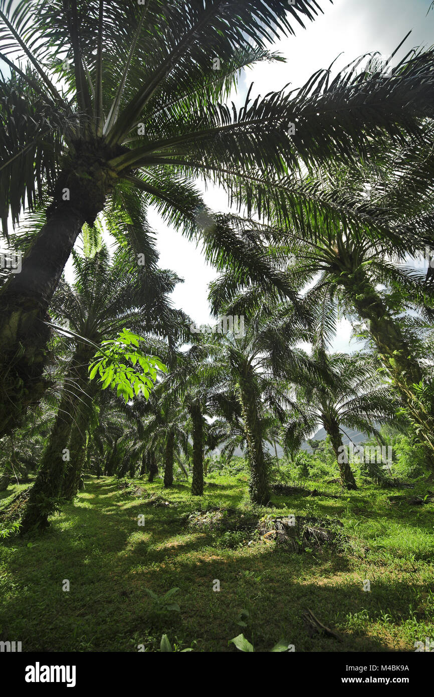 Oil palm tree hi-res stock photography and images - Alamy