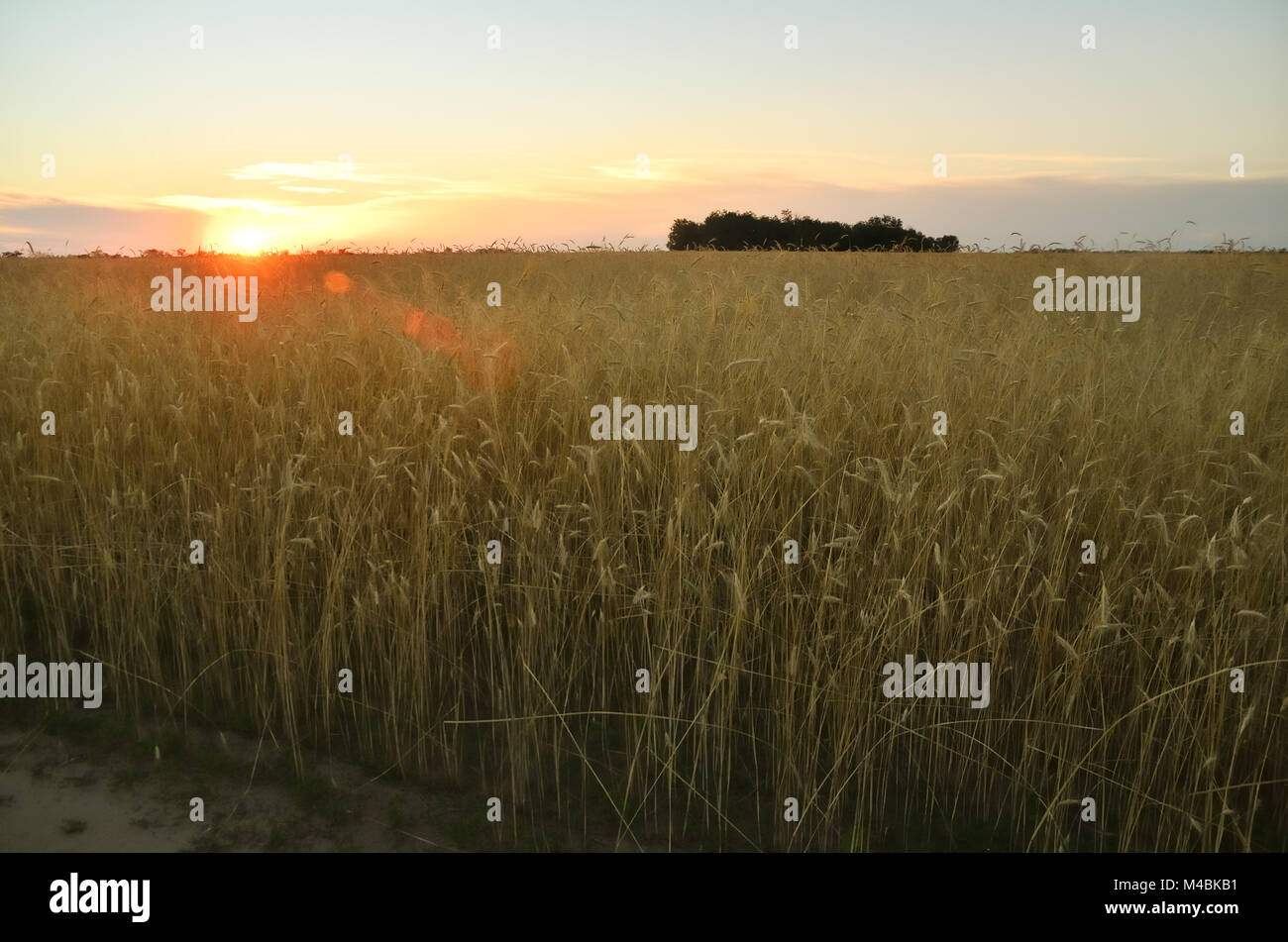 Barley field at sunset. Horizontal color photo Stock Photo - Alamy