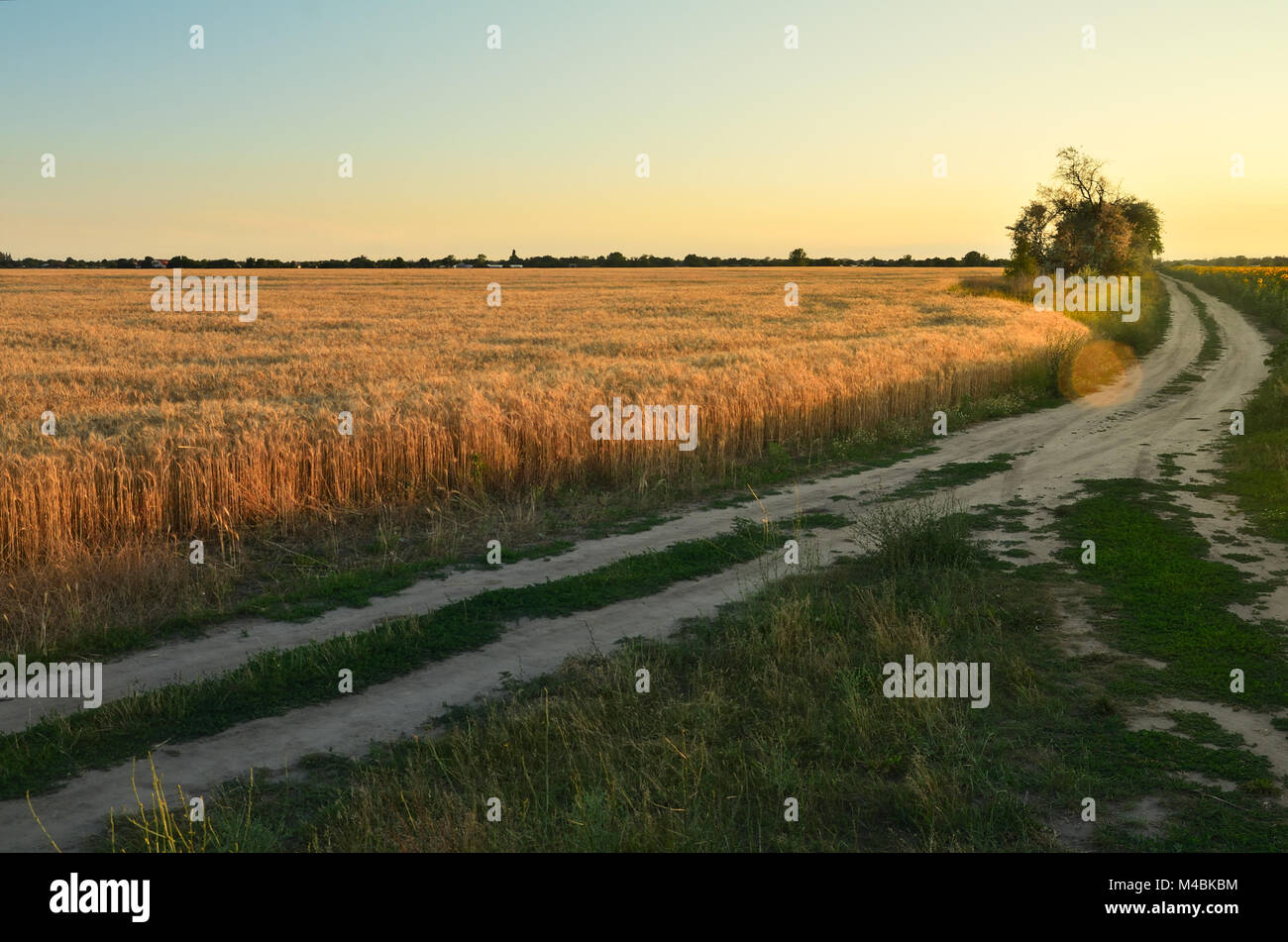 Far way overgrown grass in the field with golden spikes. Sunset Stock ...