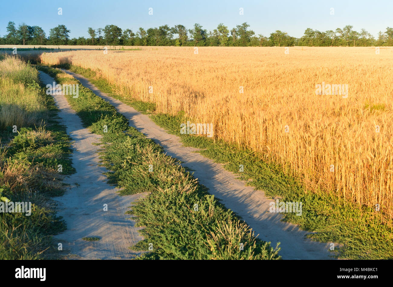 Overgrown grass path among the ears in the field. Golden spikes among ...