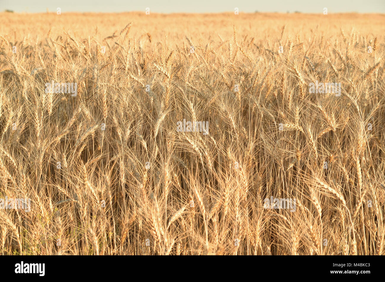 Spikes of wheat in the field. Field of barley under the sun. Beautiful ...