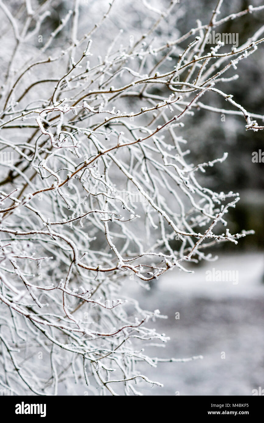 Frozen branches of trees and shrubs, winter landscape Stock Photo - Alamy