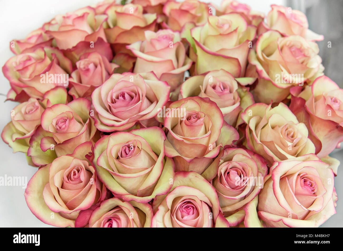 Roses of pink and green modern varieties in a bouquet for a gift ...