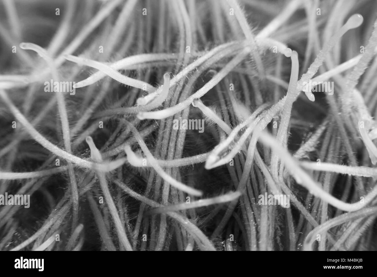 Grass sprouted Black and White Stock Photos & Images - Alamy
